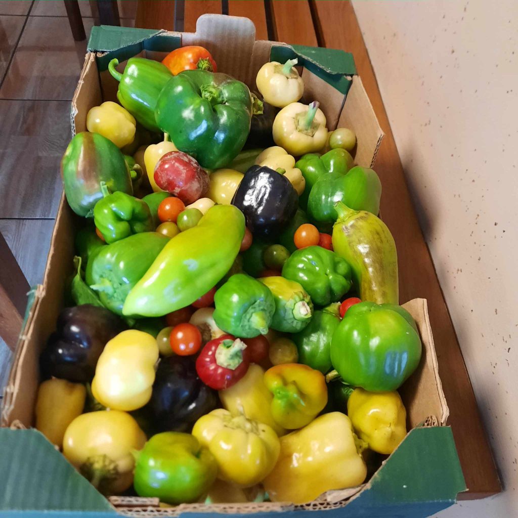 🥗 Kako pravilno skuhamo srbsko solato za ozimnico, da ostane hrustljava? 🍅🥣